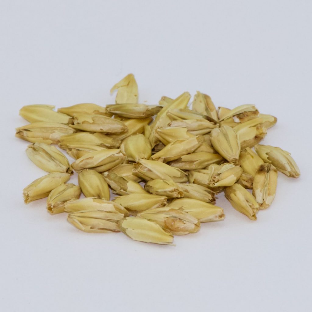 Distiller's Malt - High DP Malted Barley - 50 lb bag | MBS Seed