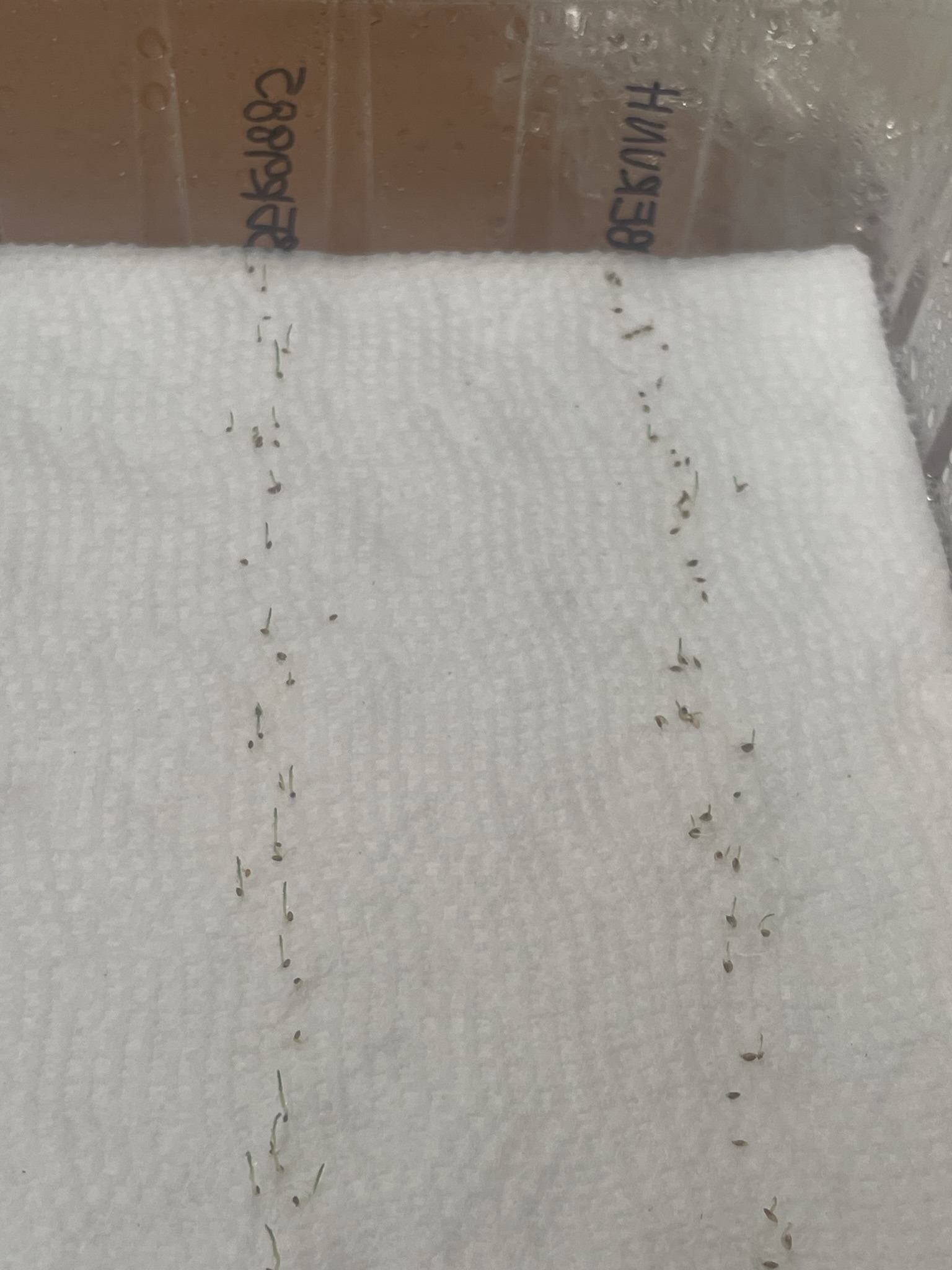 Relative Germination Times: Hulled VS Unhulled Bermuda | MBS Seed