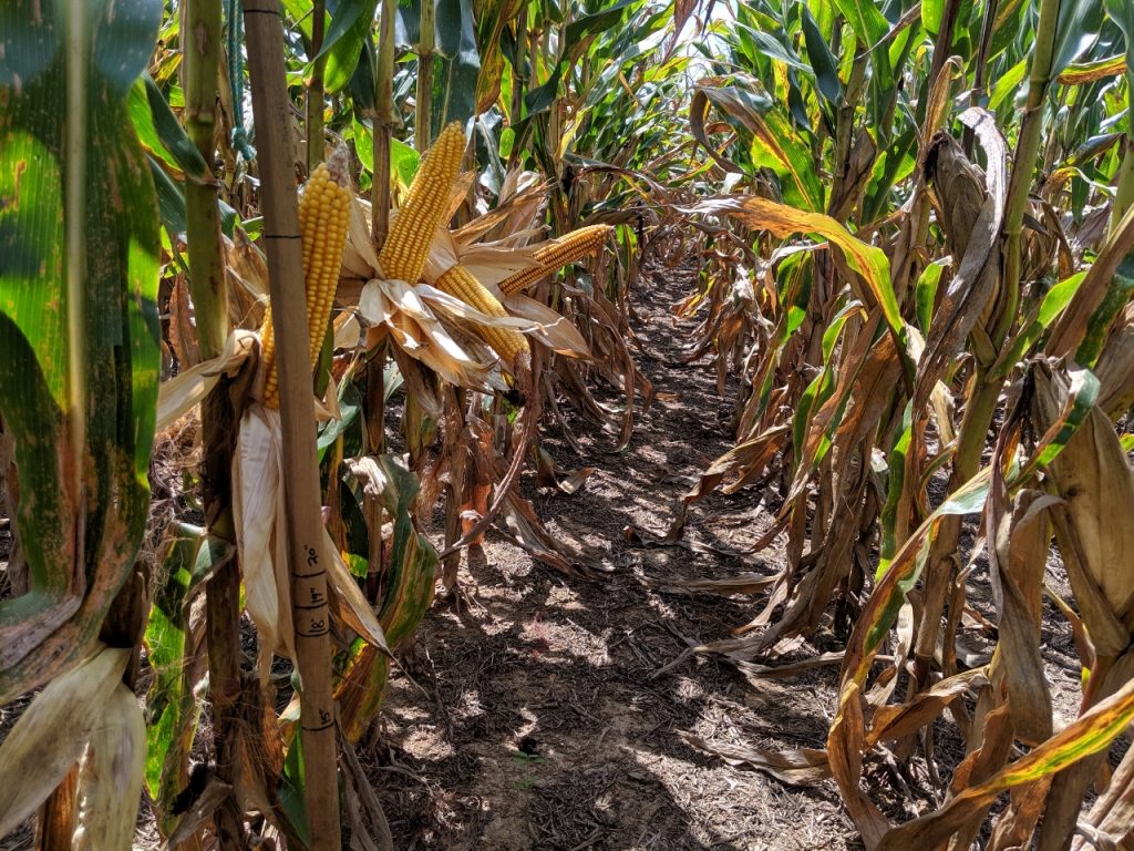 Glyphosate Tolerant Dwarf Corn Seed for Wildlife - 80,000 seed bag ...
