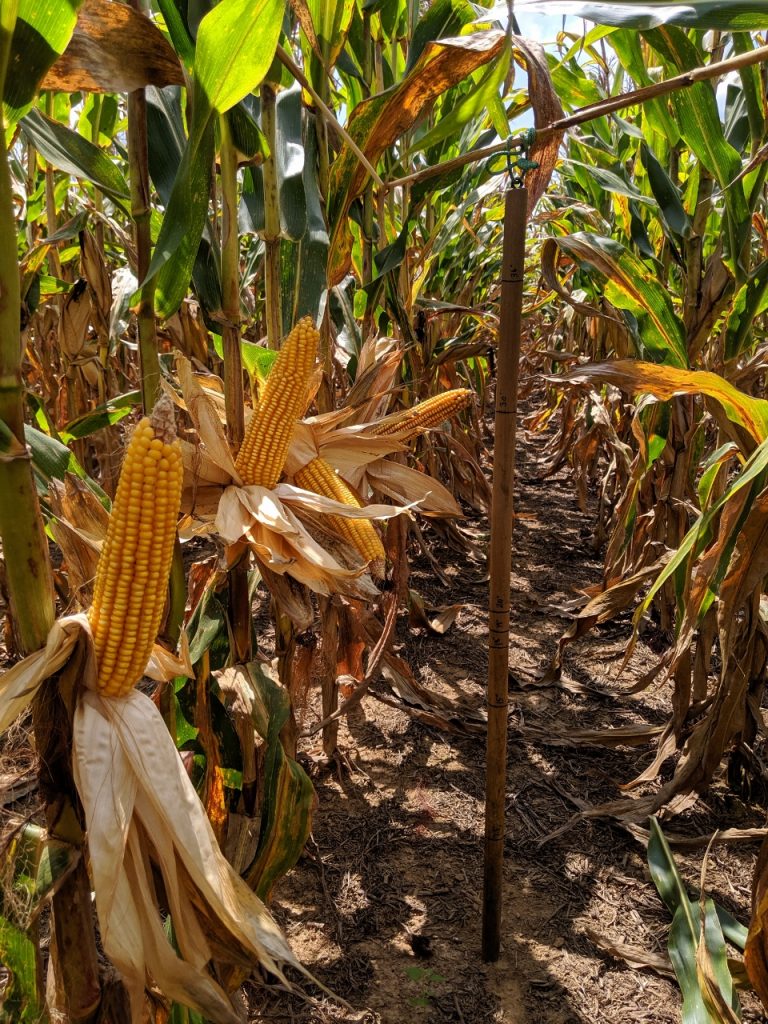 Dwarf GT Corn for Wildlife | MBS Seed