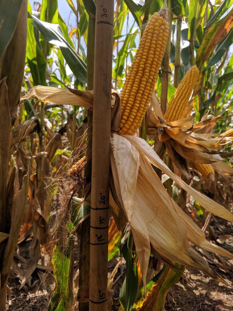 Dwarf GT Corn for Wildlife | MBS Seed