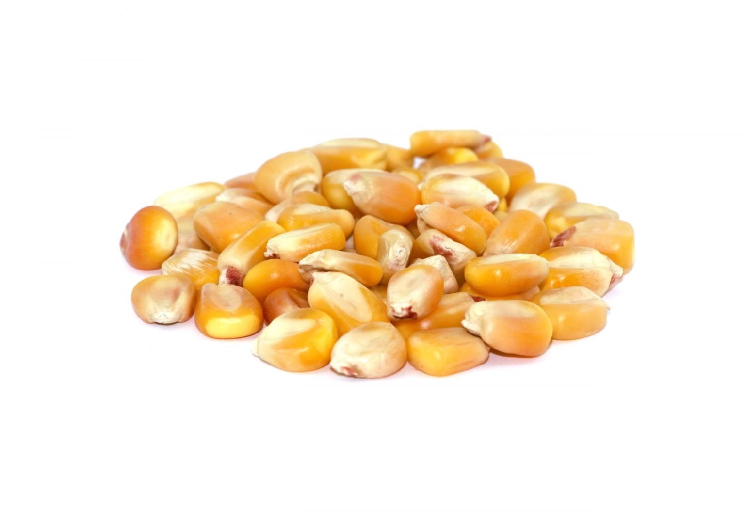 Hickory King White Corn Seed - 50 LB Bag | MBS Seed