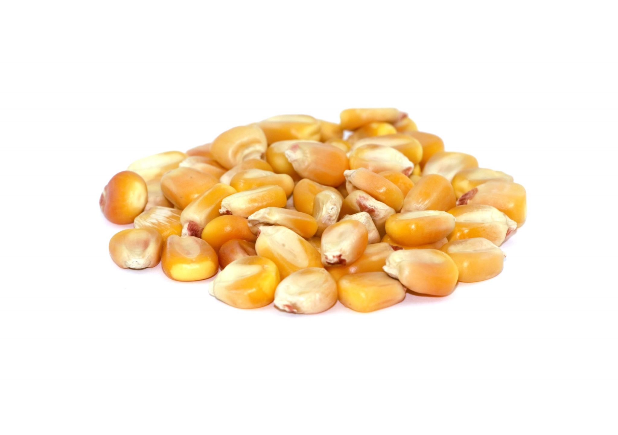 Dwarf GT Corn for Wildlife | MBS Seed