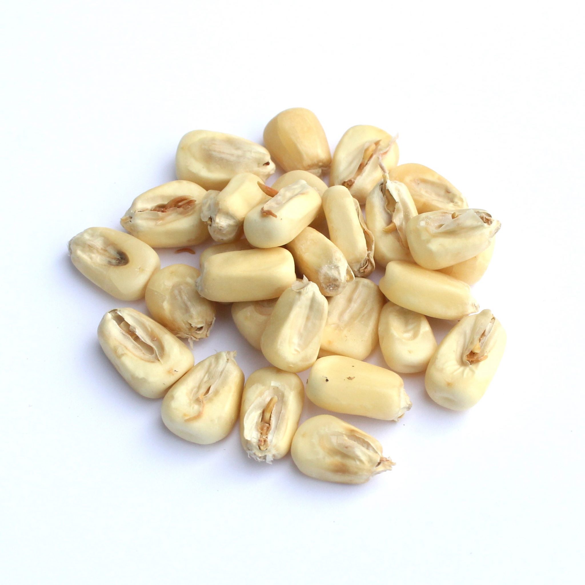 Malted White Corn - 50 lb bag | MBS Seed